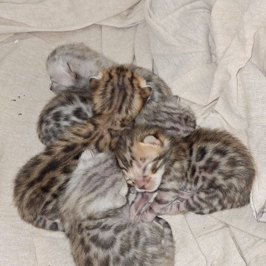 Бенгальские котята