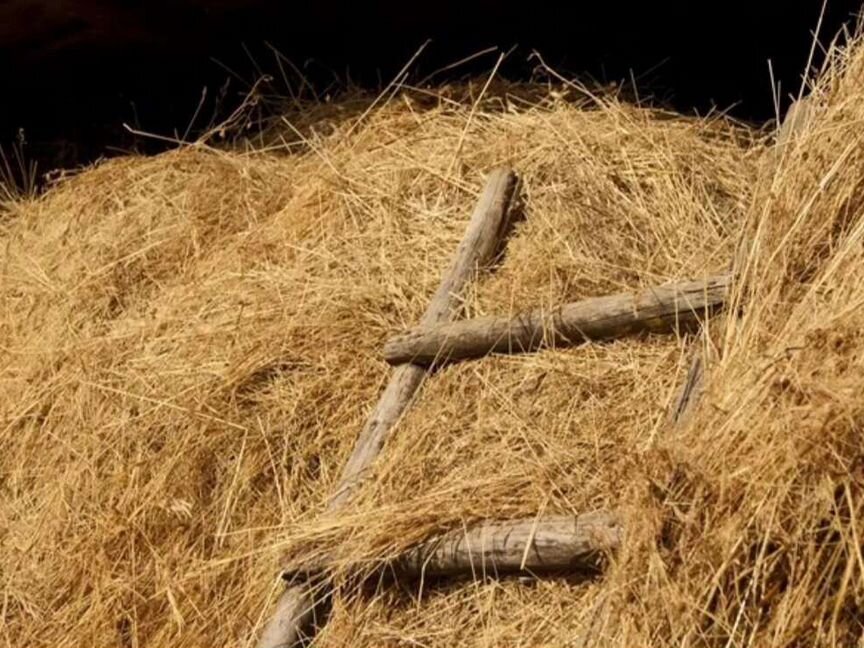 Сено степное