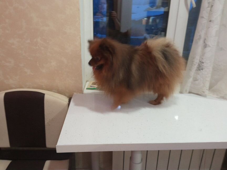 Вязка собак шпиц