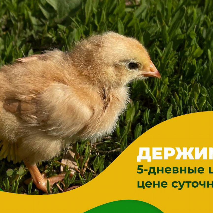 Цыплята Редбро вывод 30 марта