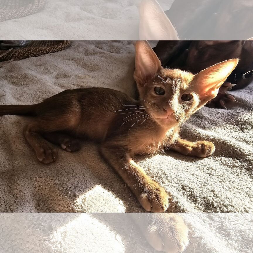 Ориентальный котёнок