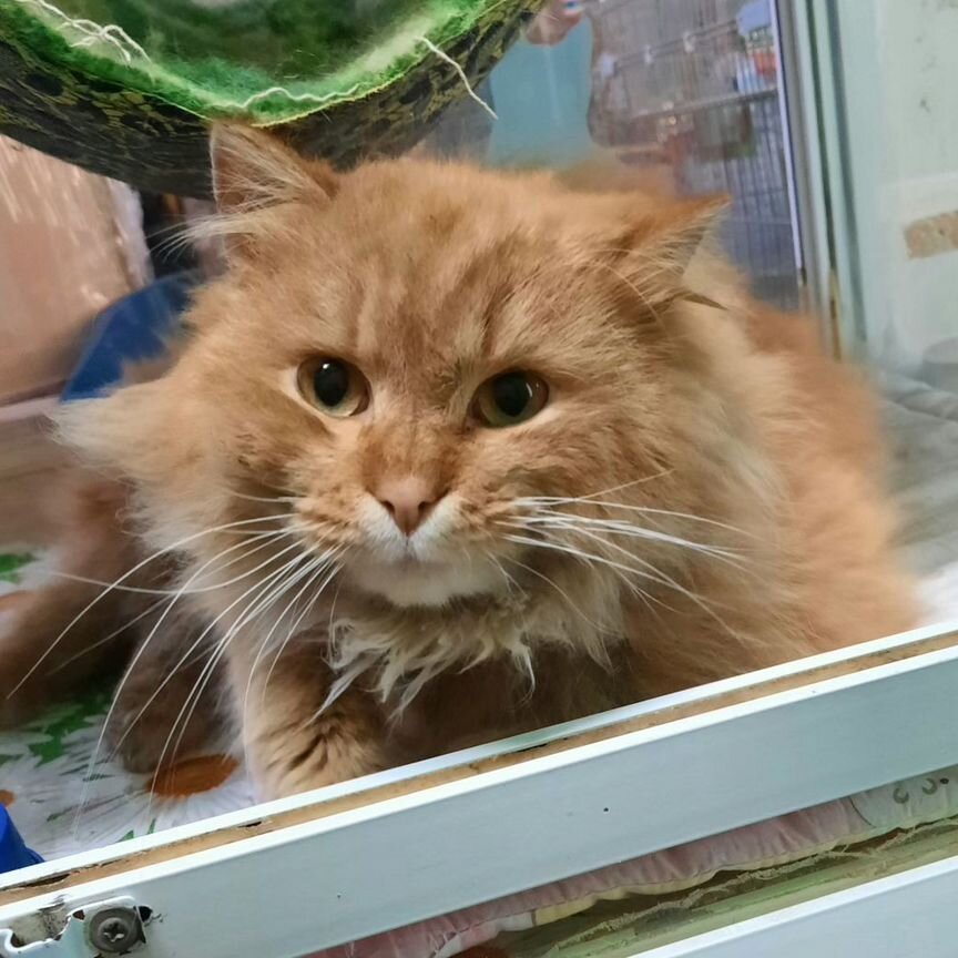 Взрослый кот в добрые руки