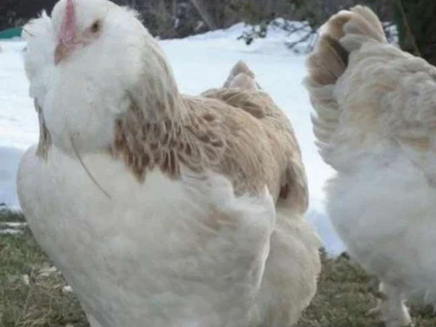 Фавероль семья, цыплята инкубационные яица