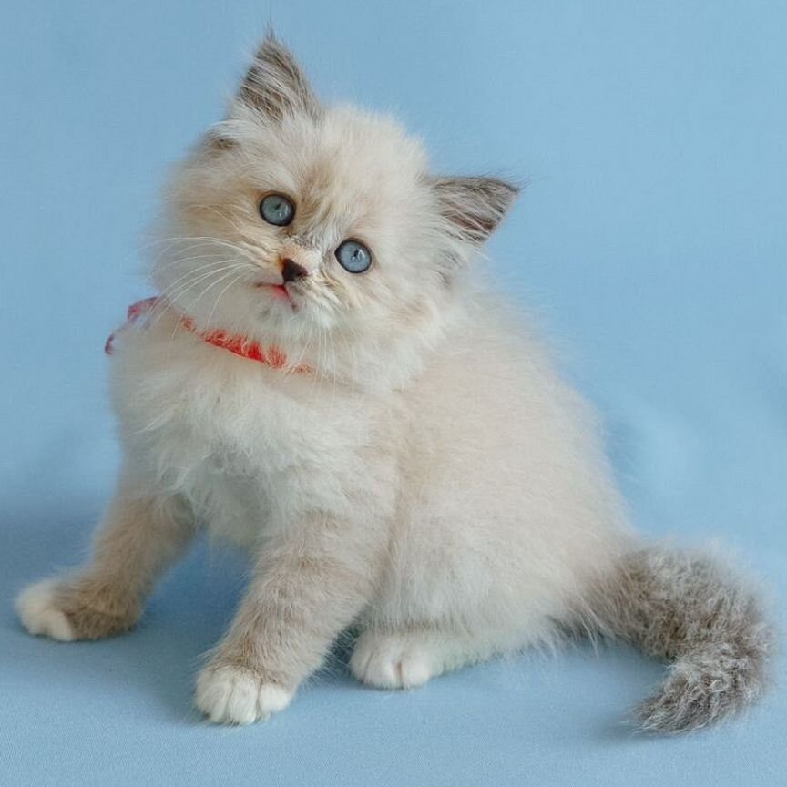 Невские маскарадные котята