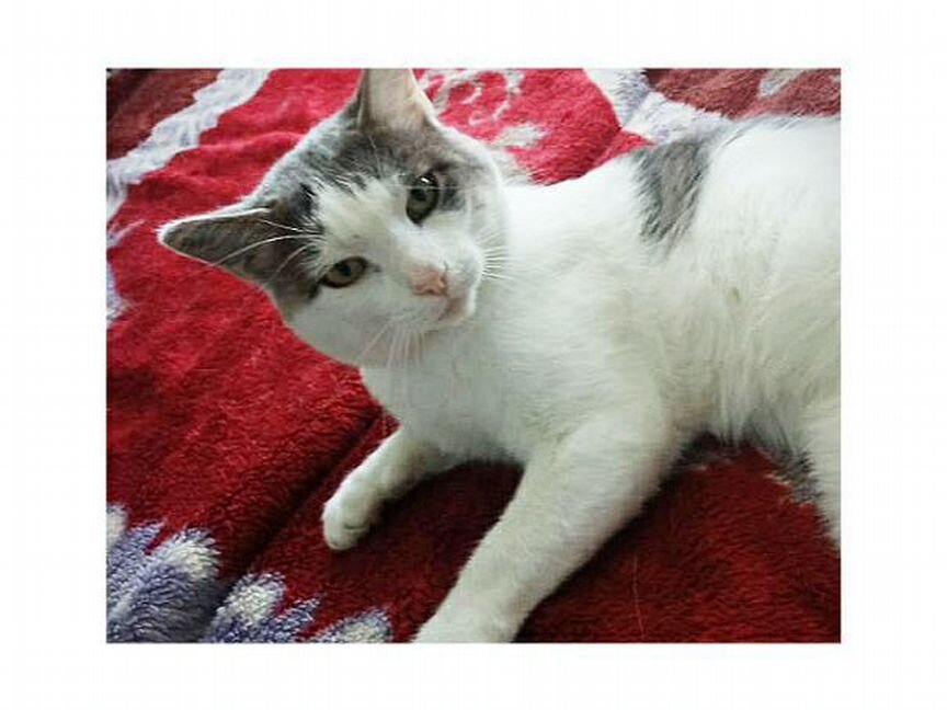 Кот мышелов 1 год кастрирован