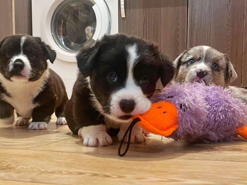 Вельш-корги кардиган