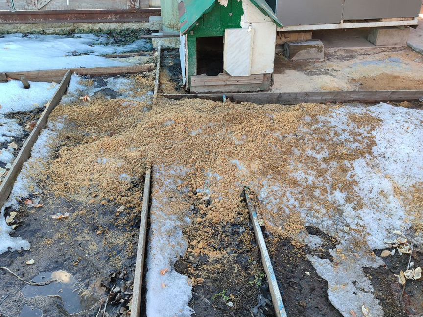 Собачья будка