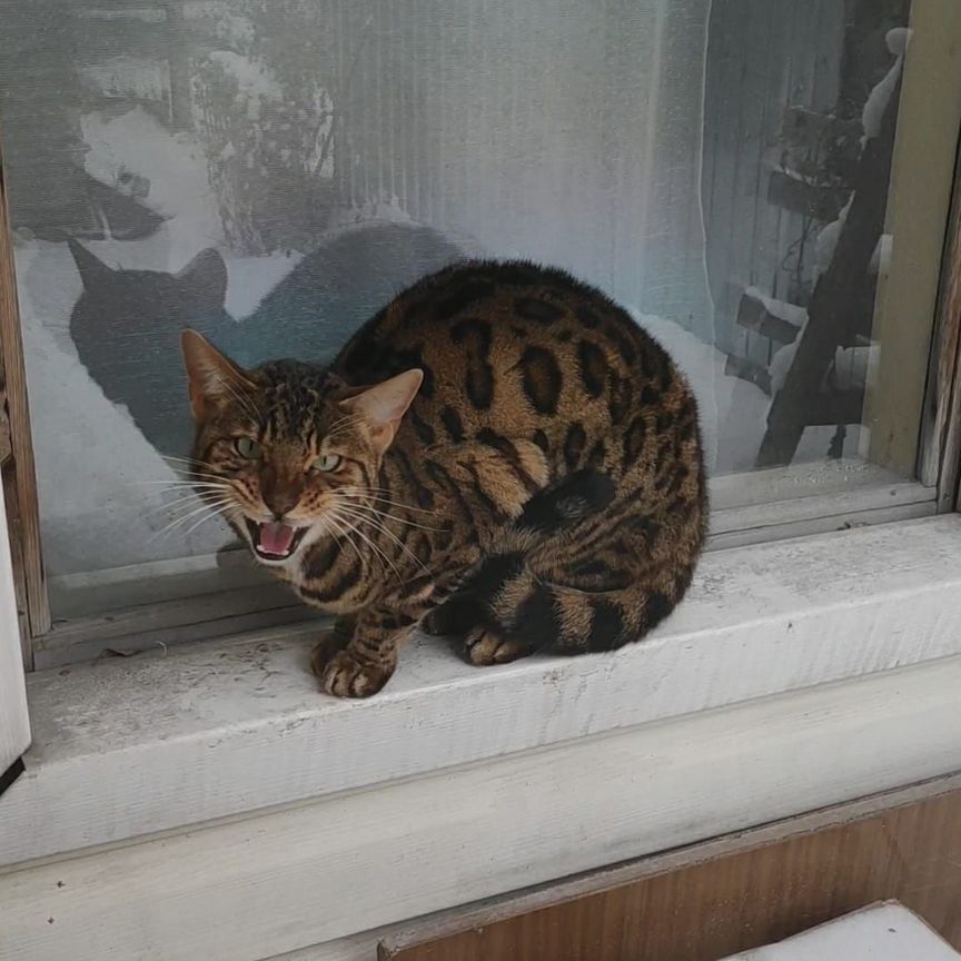 Бенгальская кошка