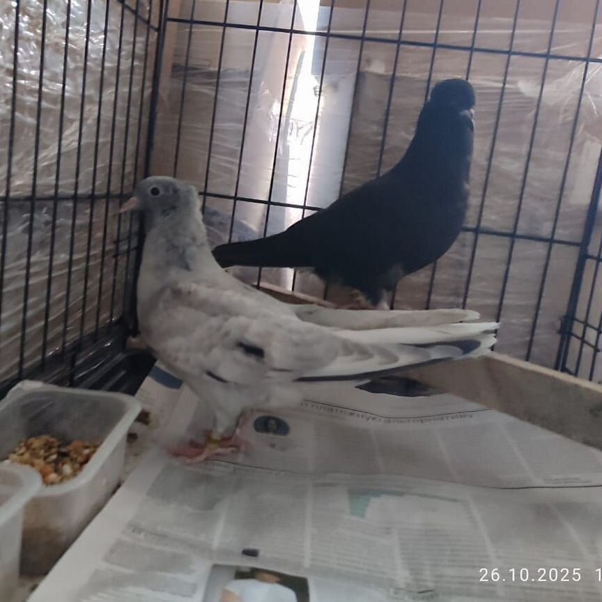 Продажа иранские голуби