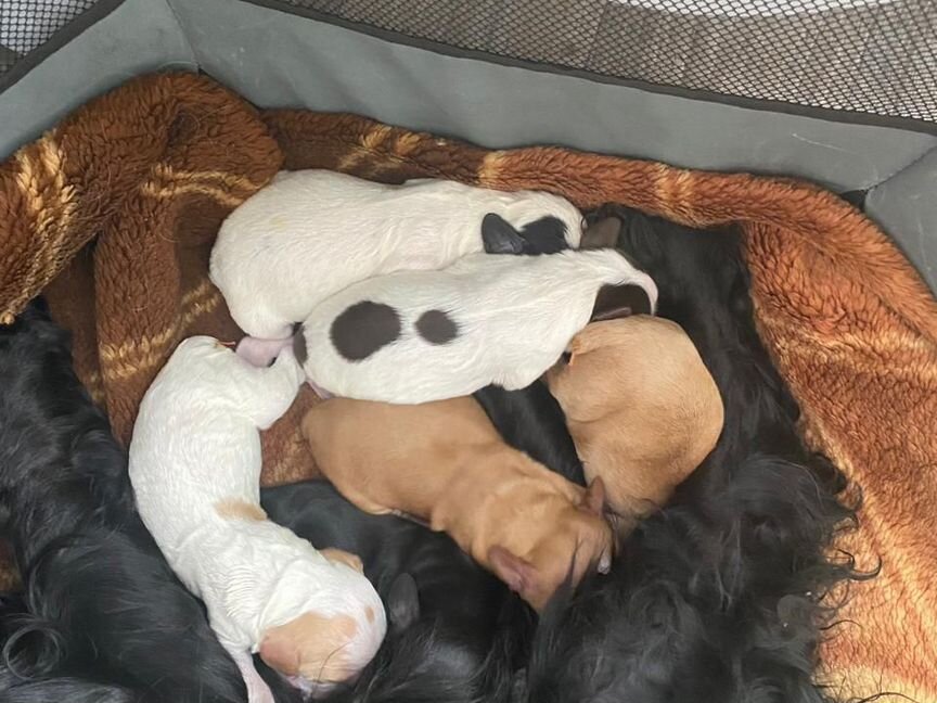 Щенки русского охотничьего спаниеля