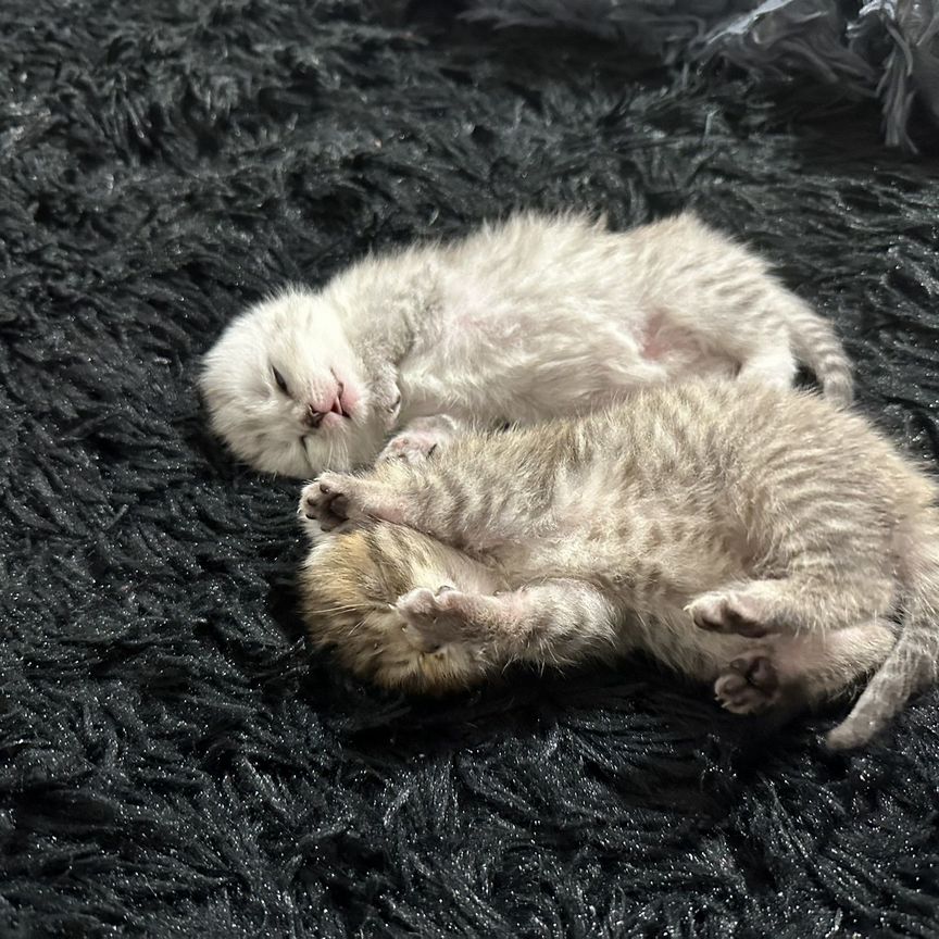 Котята шотланцы вислоухие