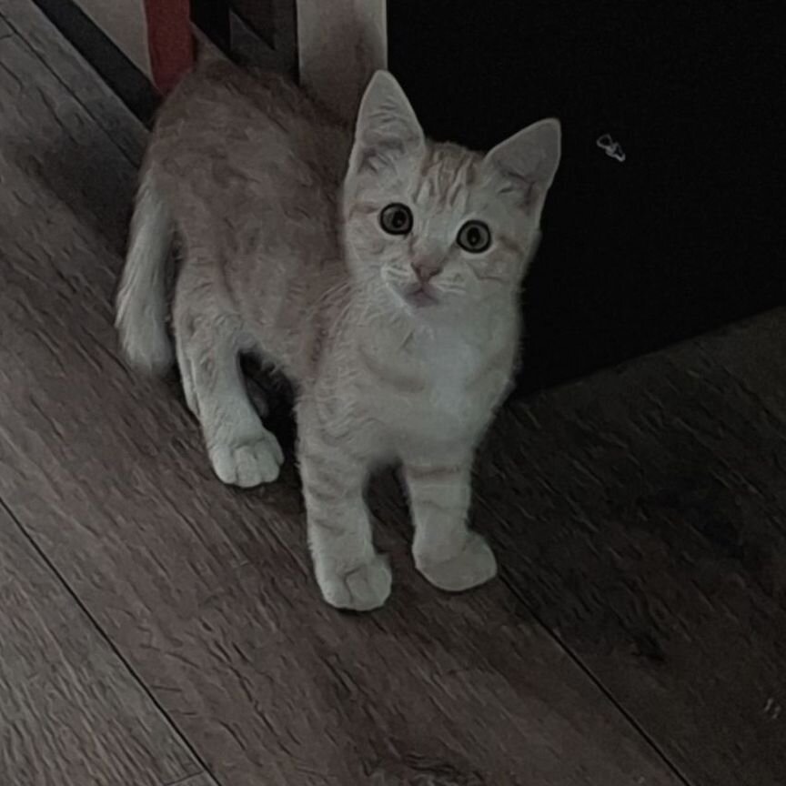 Шотландский прямоухий короткошёрстный котёнок