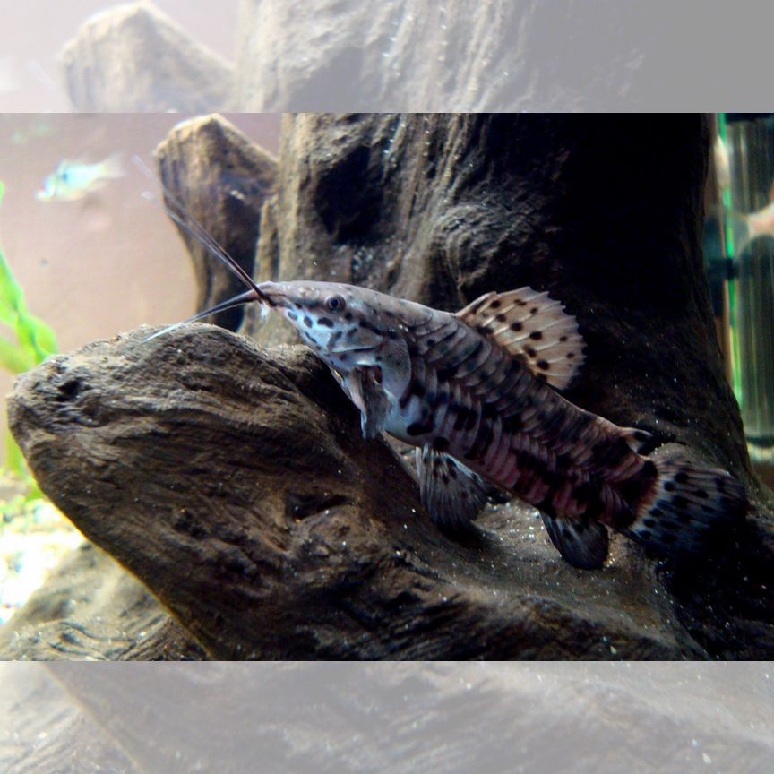 Аквариумные рыбки. Таракатум, анциструс