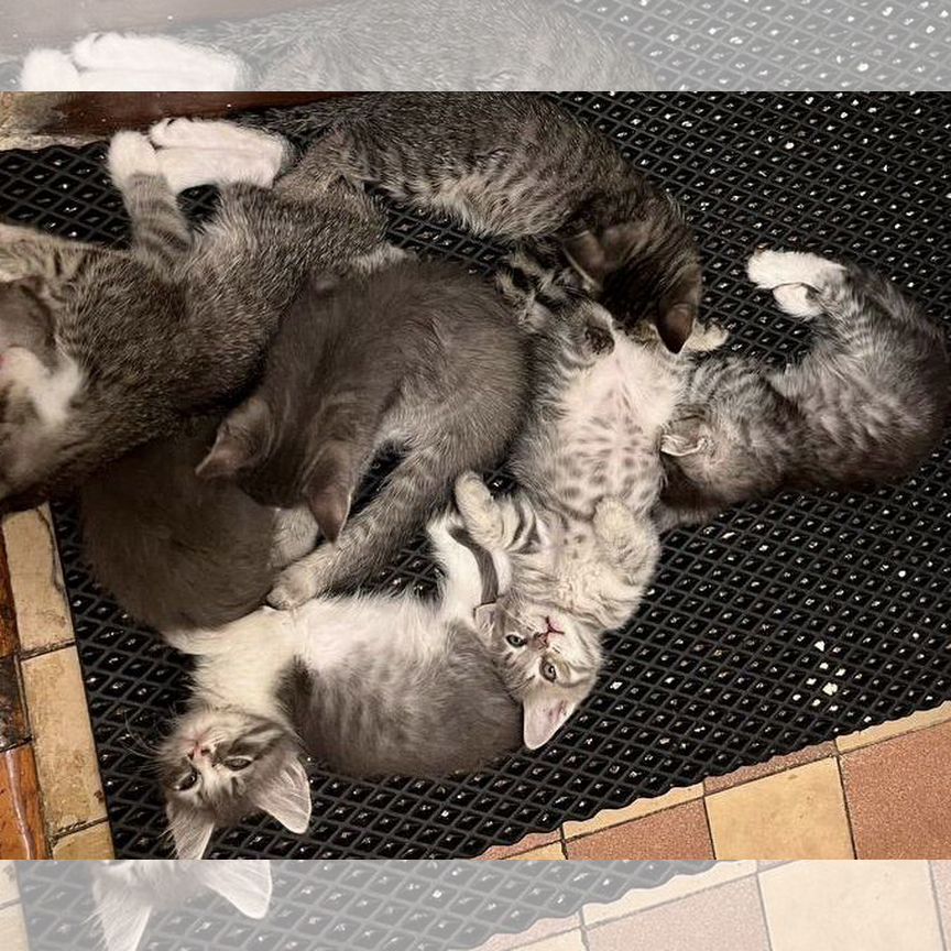 Котята в добрые руки бесплатно
