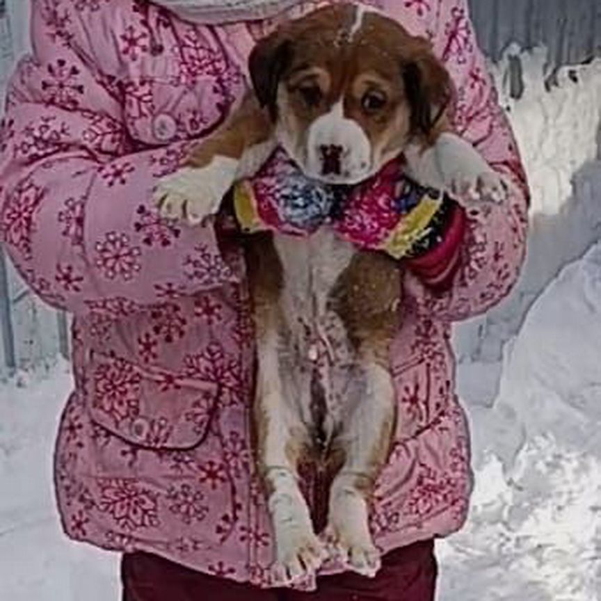 Щенок мальчик в добрые руки