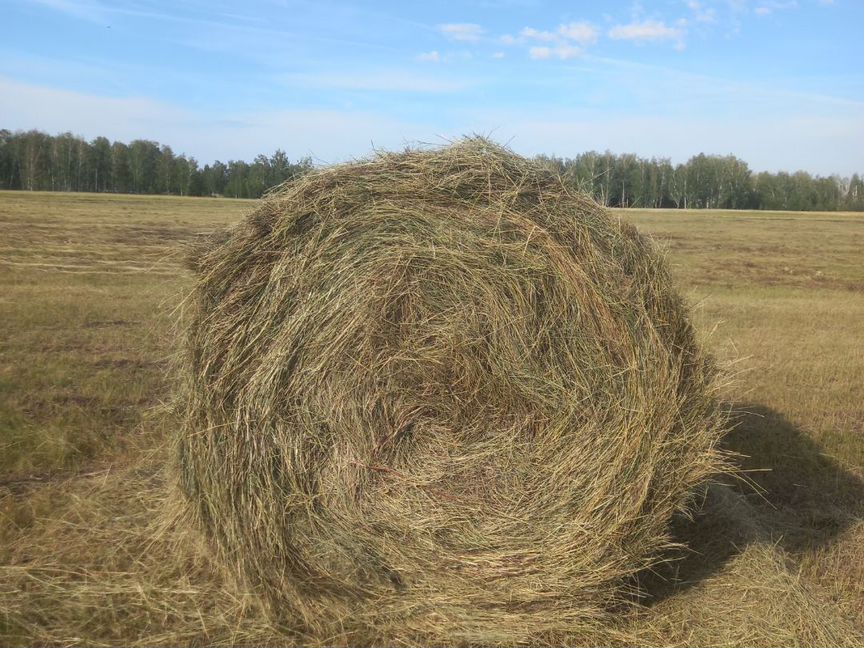 Продам сено в рулонах