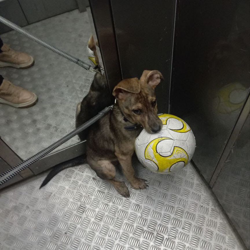 Щенок в добрые руки