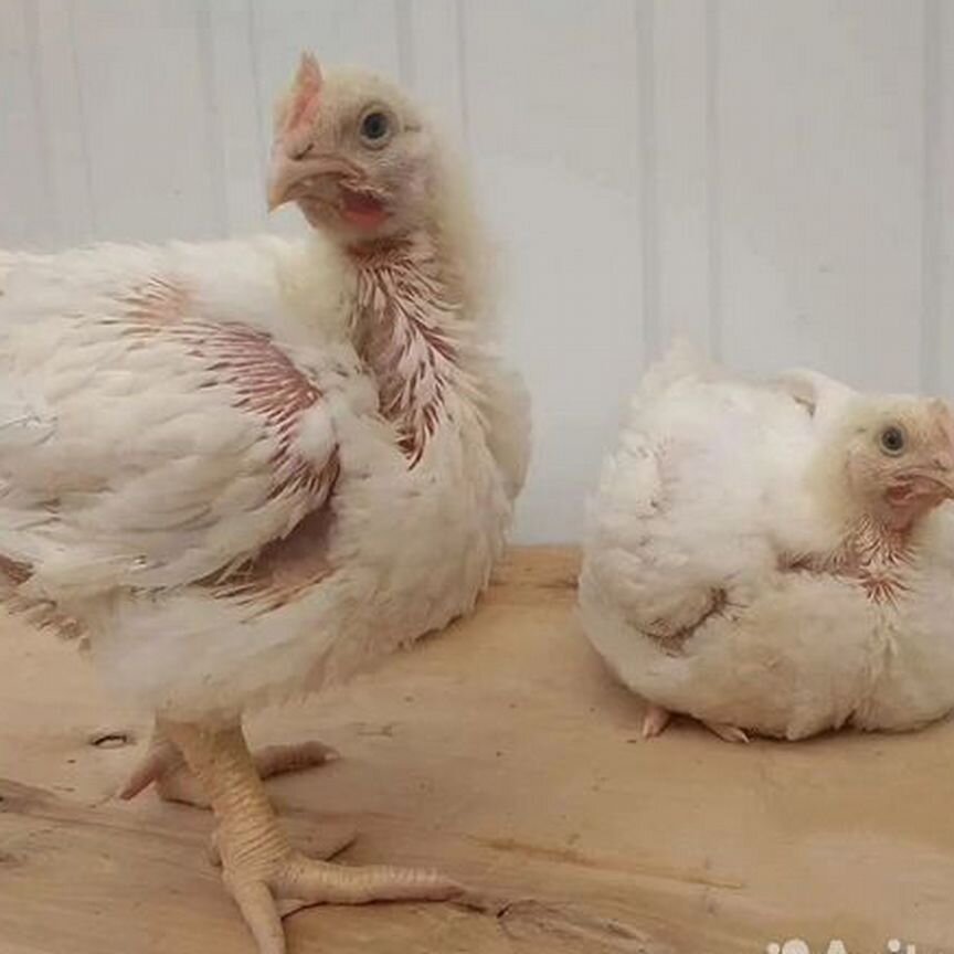 Подрощеные цыплята бройлеры,петушки,куры