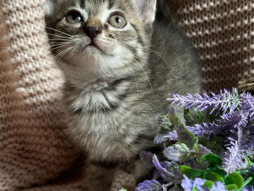 Котенок Кексик