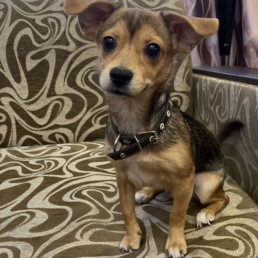 Щенок от частного владельца