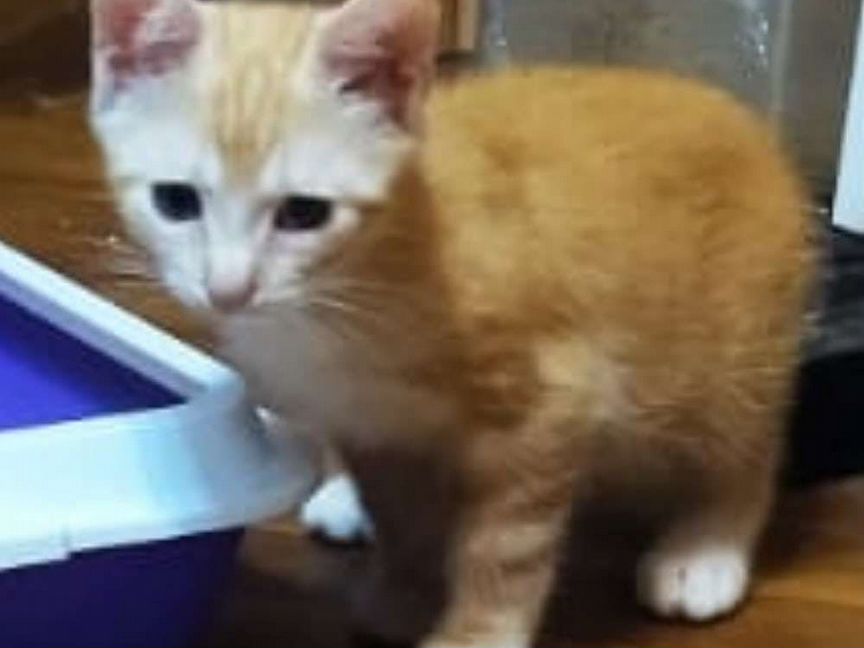 Котенок в добрые руки