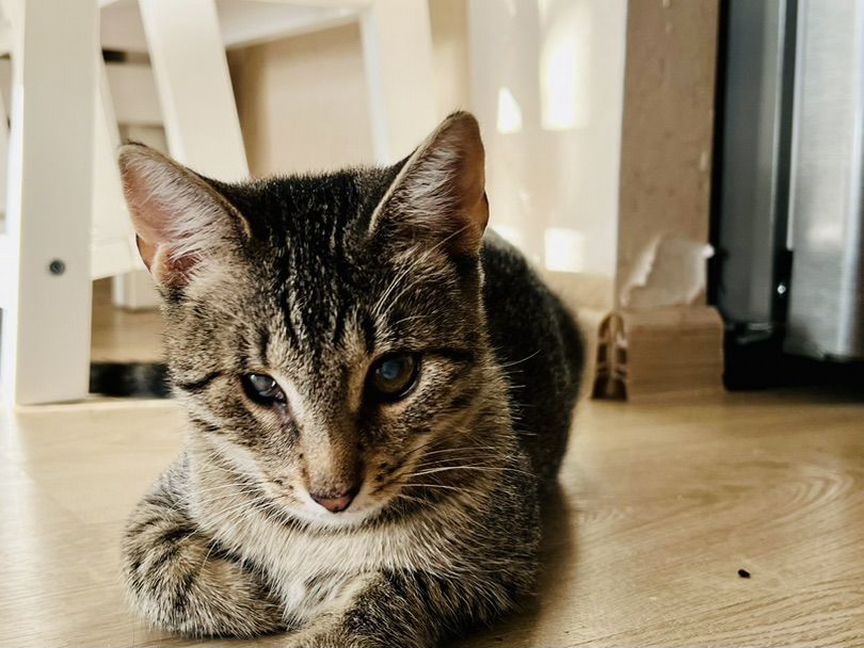 Котенок Ю-ю ищет дом