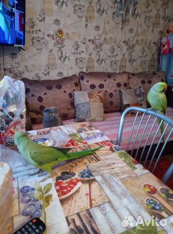 Попугаи Ожерелевые