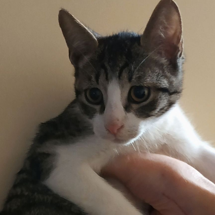 Котёнок, мальчик