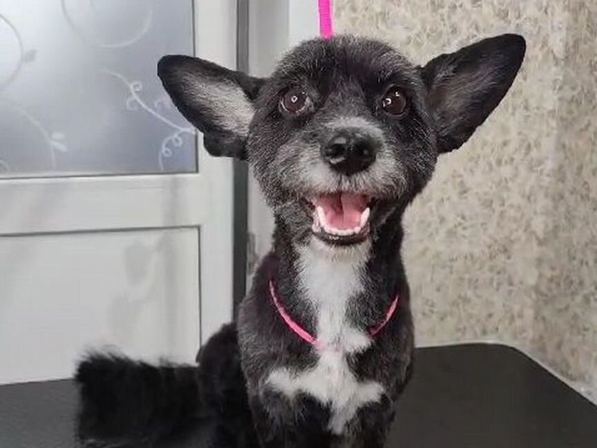 Собаки бесплатно в добрые руки