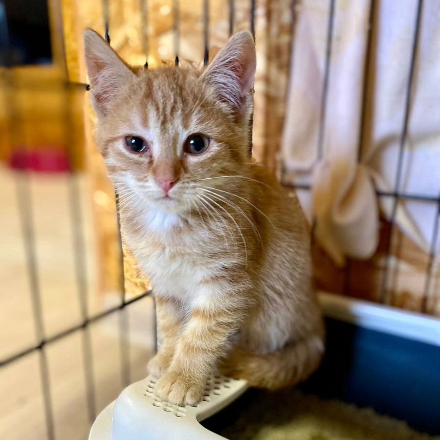 Котята в собачьем приюте