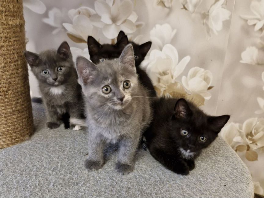 Британские котята