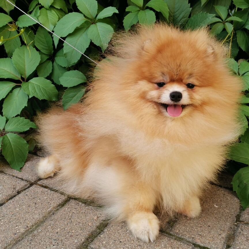 Девочка 3 года