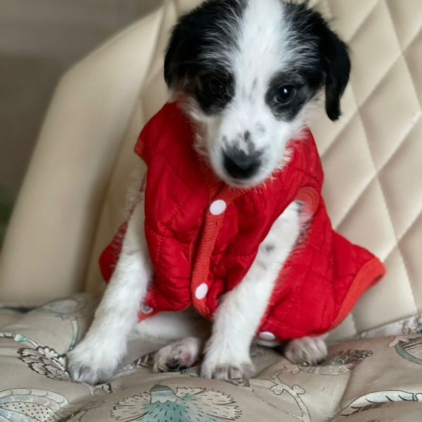 Девочка щеночек в добрые руки