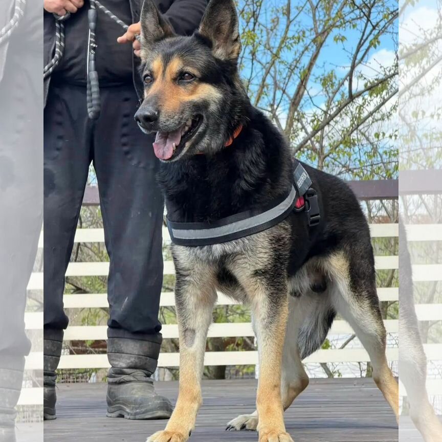 Немецкая овчарка, взрослый пёс