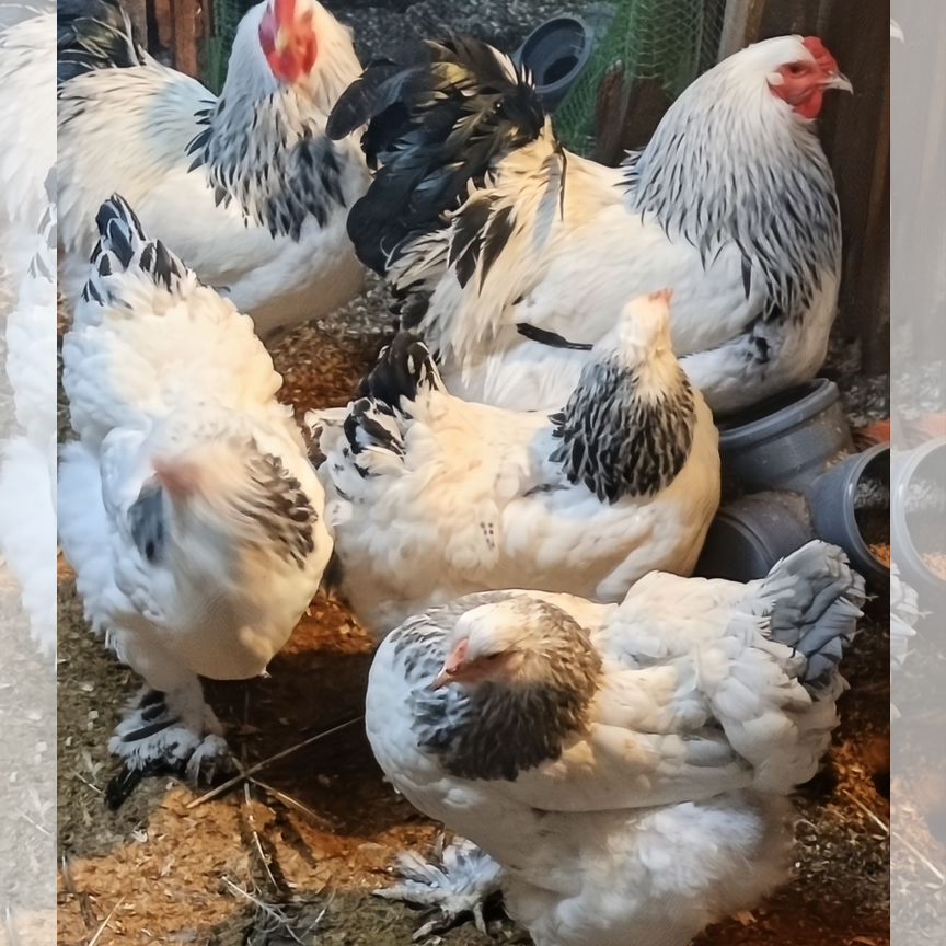 Продам семью брамы