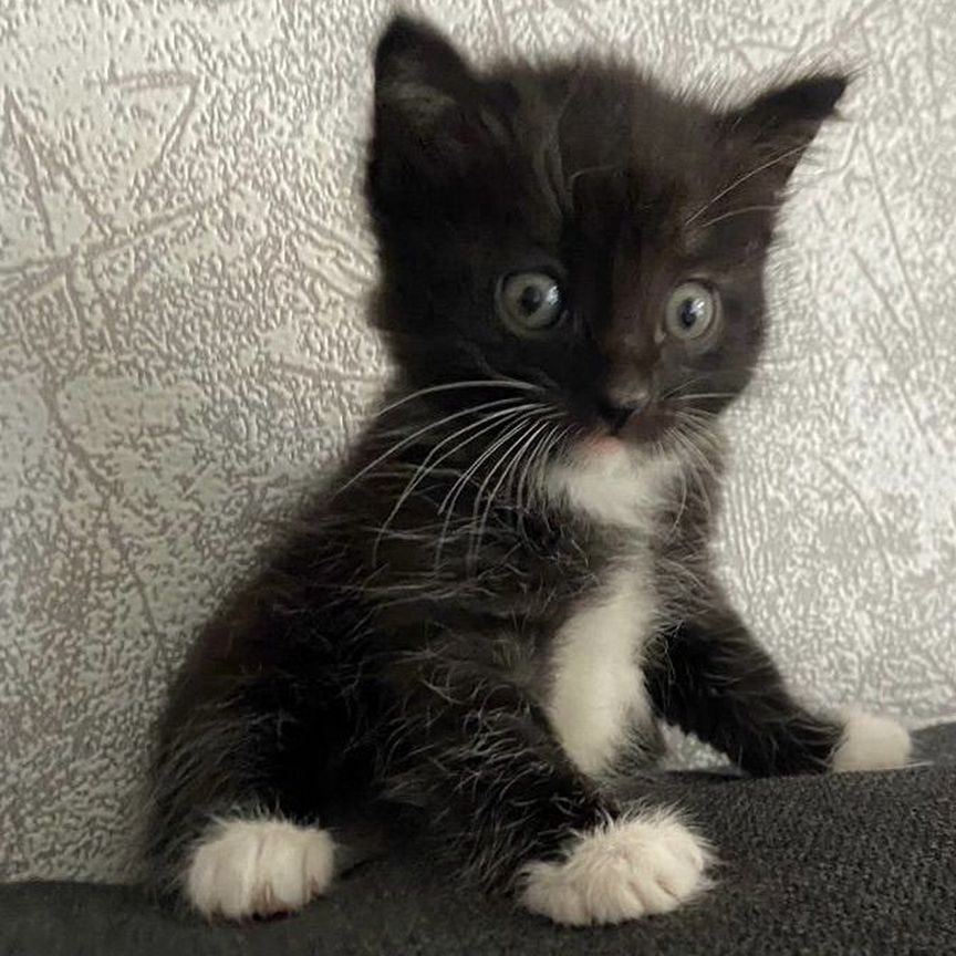 Котята девочки Смокинг