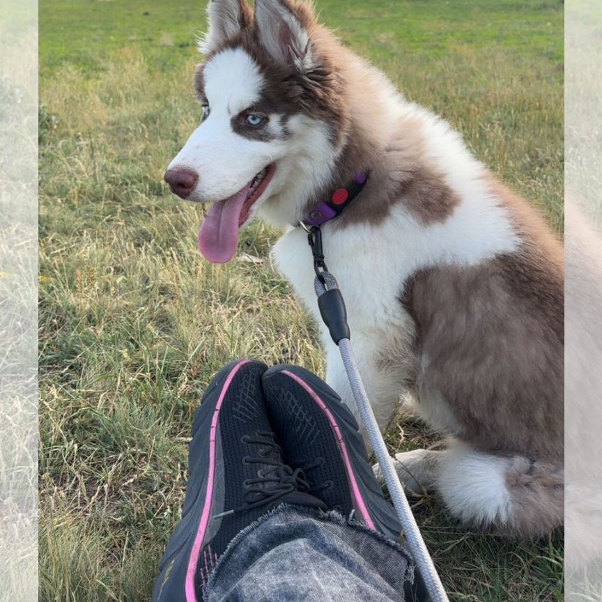 Сибирский хаски, взрослый пёс