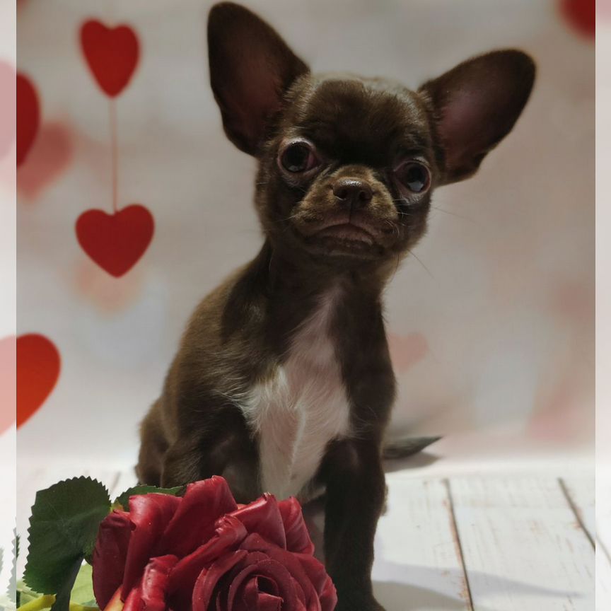 Чихуахуа, щенок