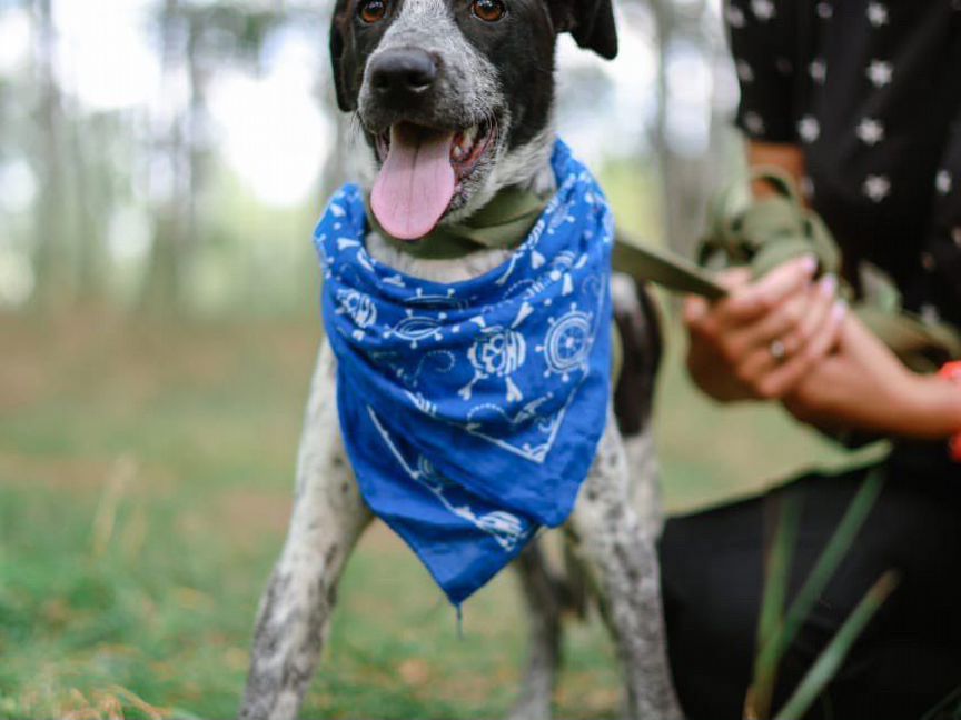 Собака малыш щенок Спотти ищет дом