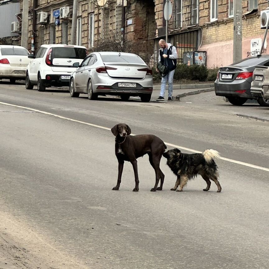 Найдена собака Ростов Портовая