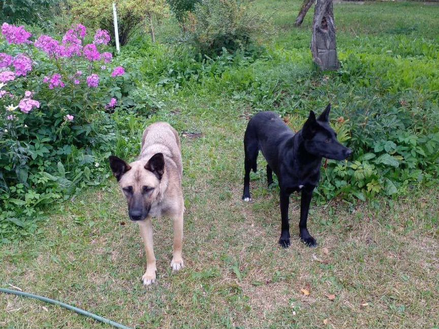 В добрые руки