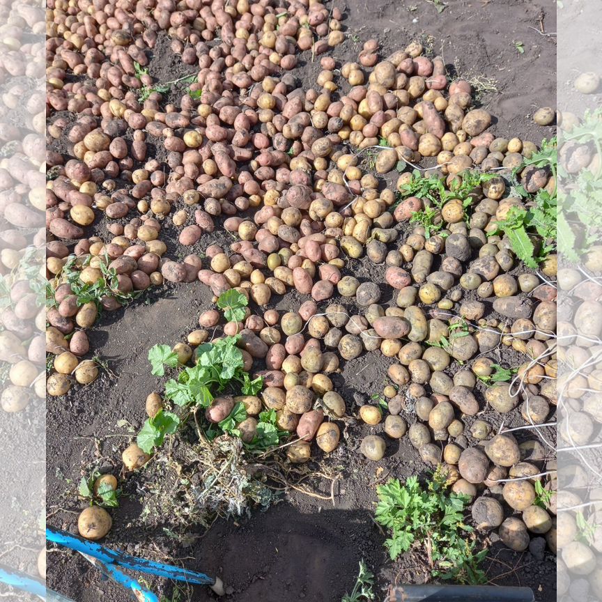 Картофель для животных