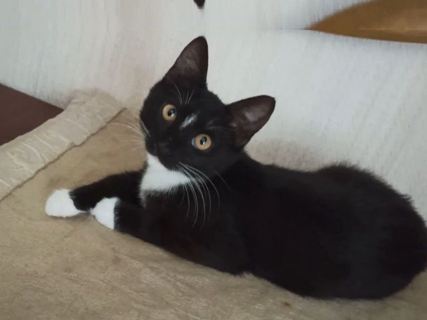 Кошечка Лариса