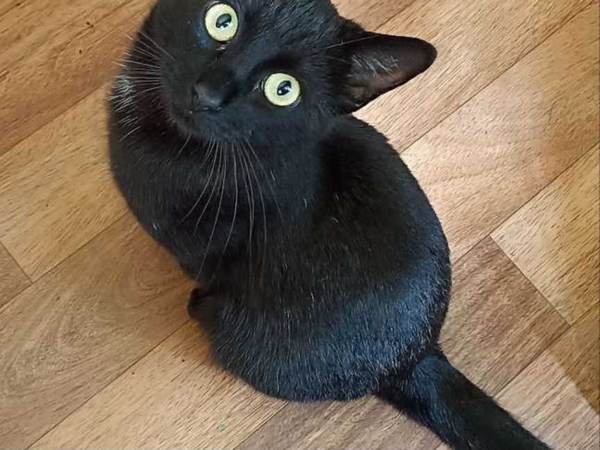 Отдам котика в хорошие руки (ласковый)