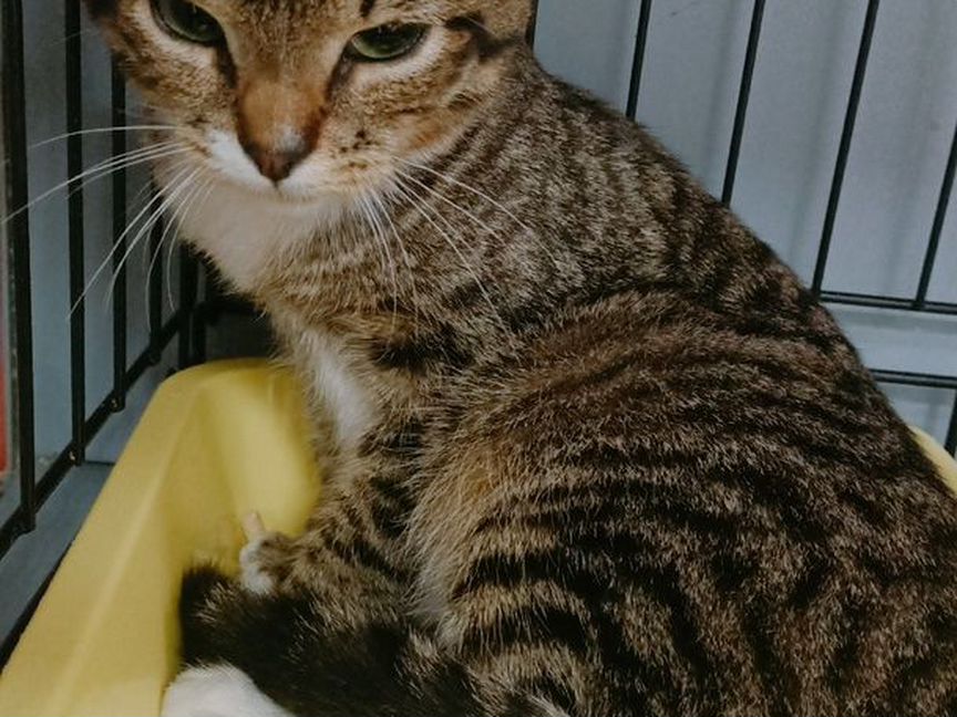 Котенок Герда в добрые руки