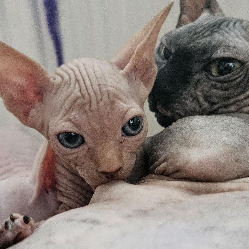 Канадский сфинкс котенок котик