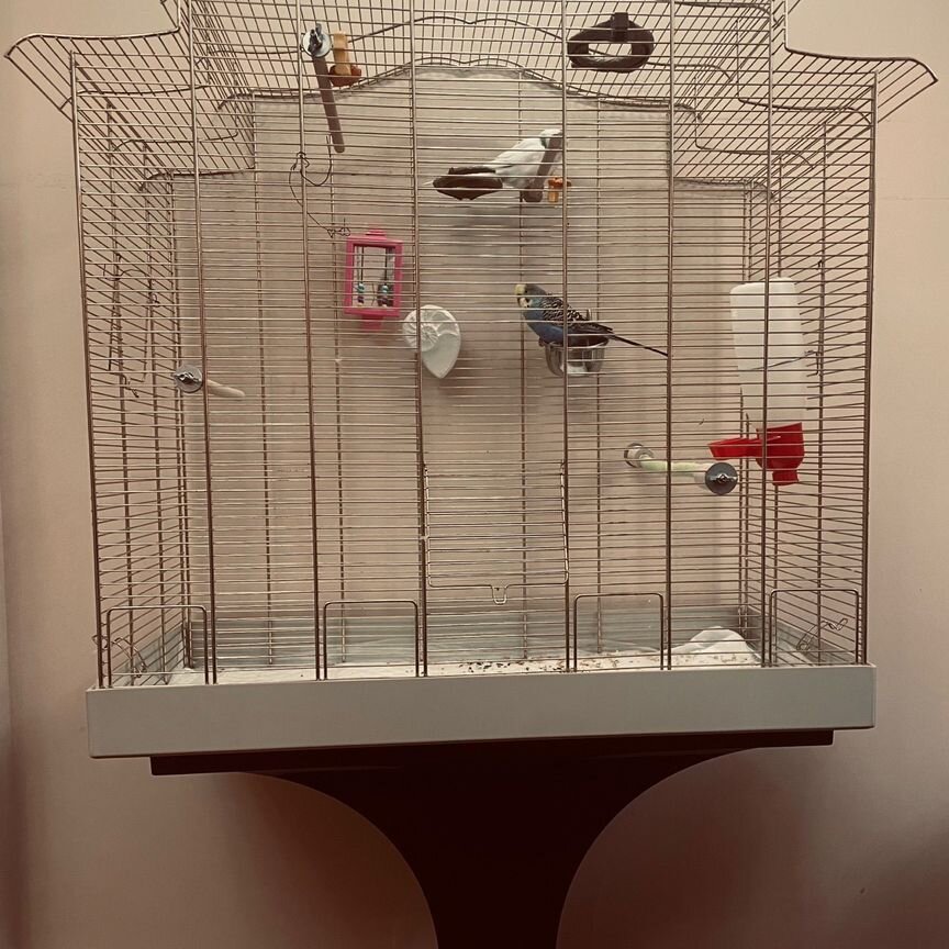 Клетка с волнистыми попугаями