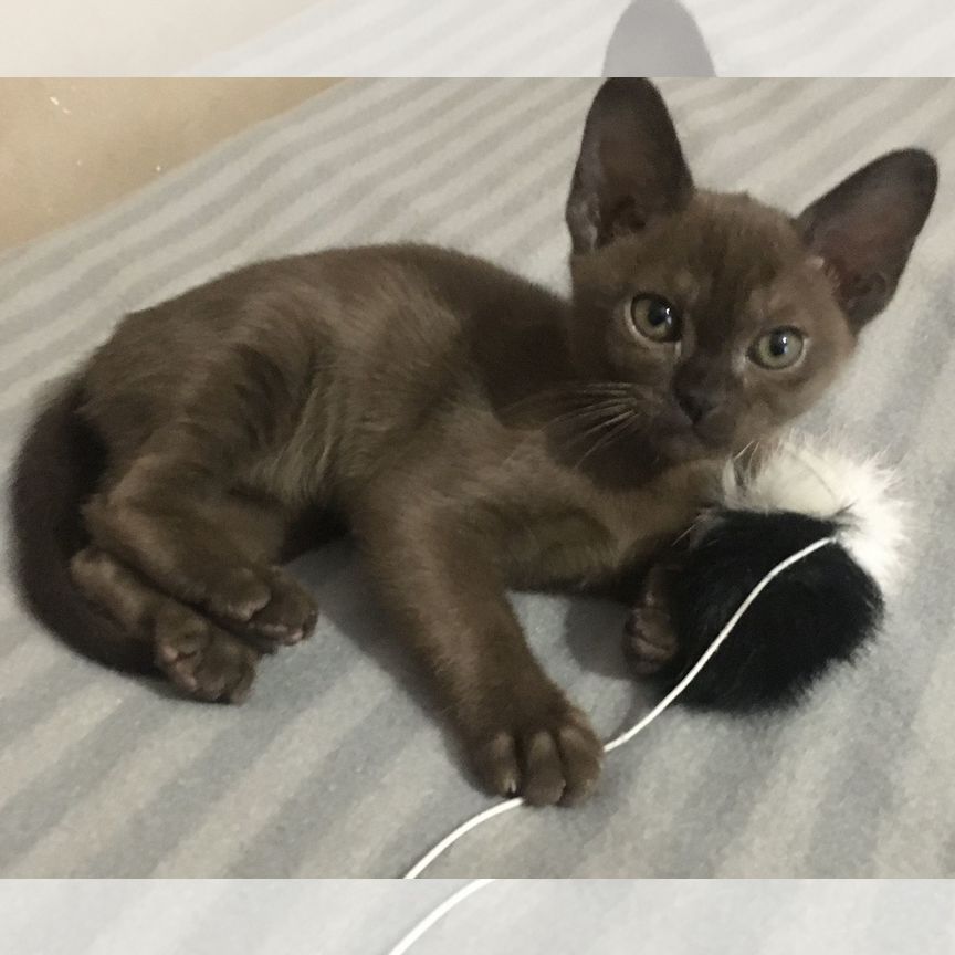 Европейский бурманский котёнок