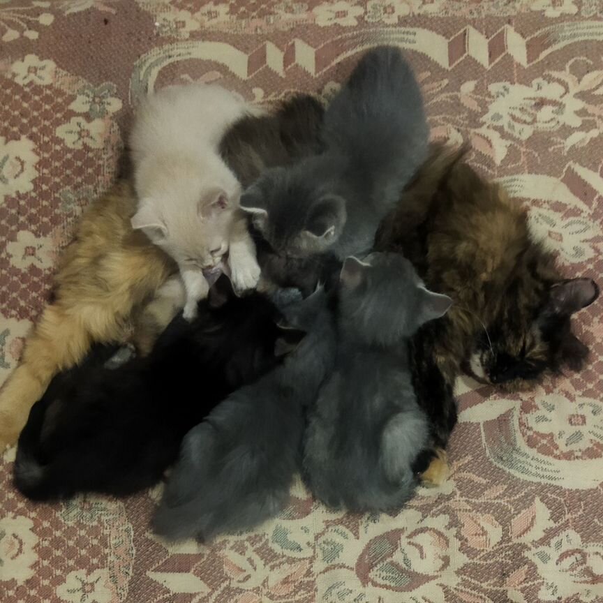 Котята в добрые руки