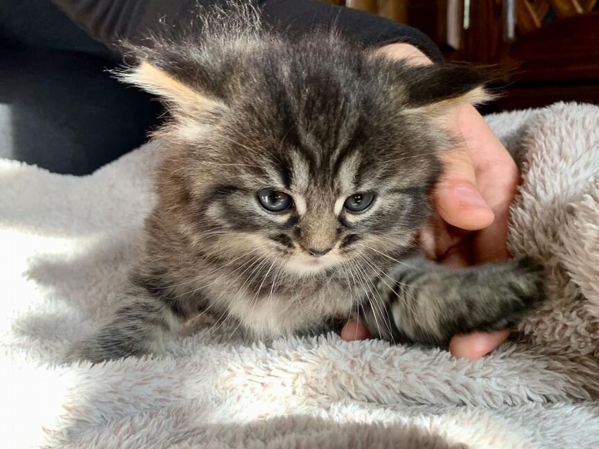 Котёнок